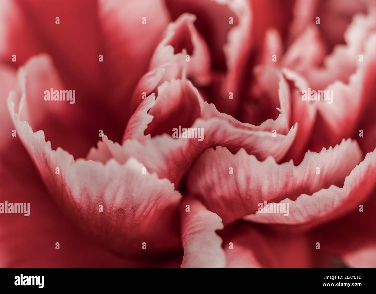 Texture of pink flower petals for wallpaper or background Stock Photo ...