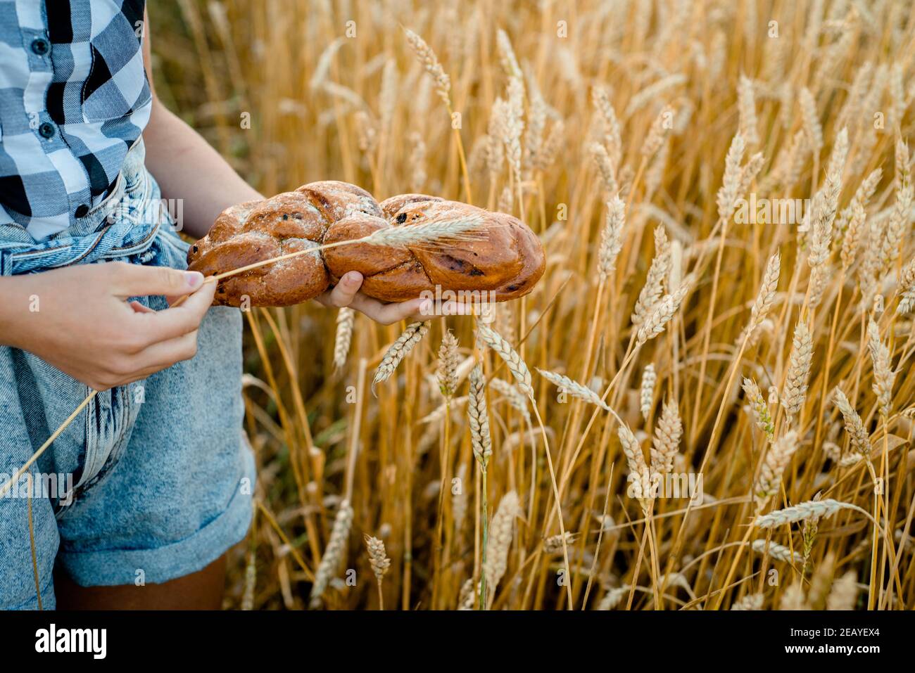 Happy girl walking in golden wheat,with her back, outdoor lifestyle ...