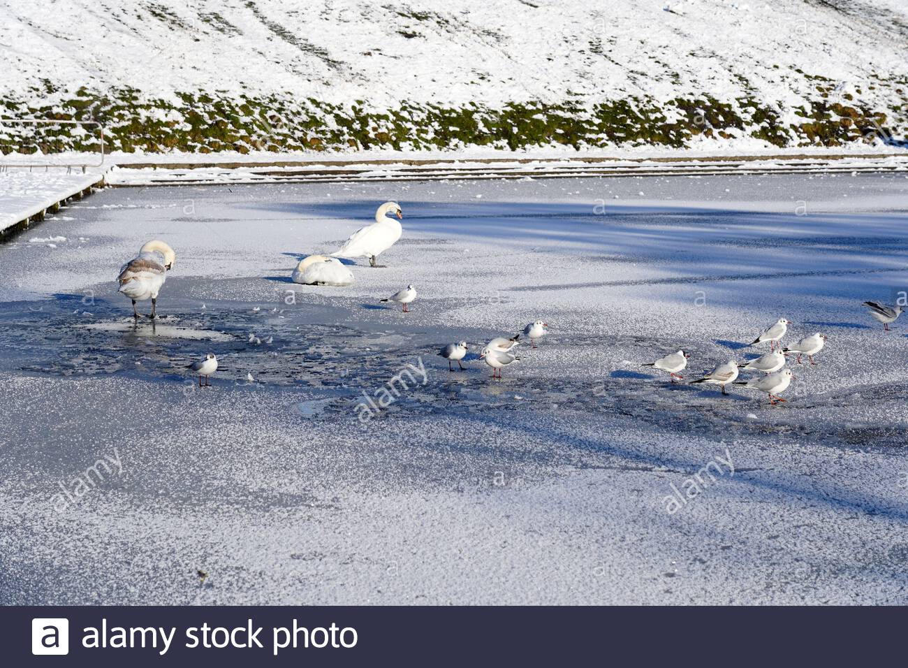 Inverleith pond park edinburgh hi-res stock photography and images - Alamy