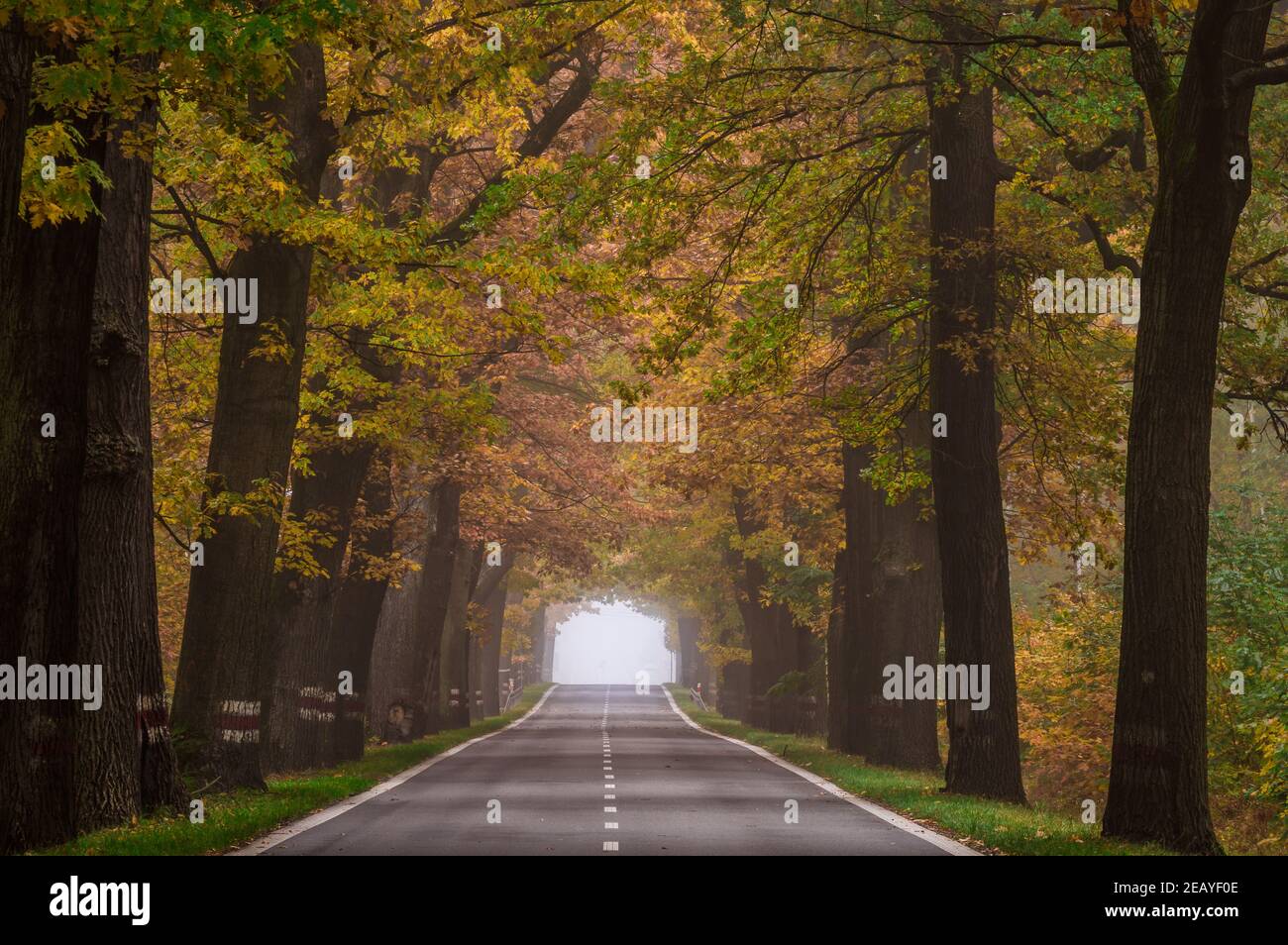 Smooth road in the scenic autumn park on a foggy day Stock Photo - Alamy