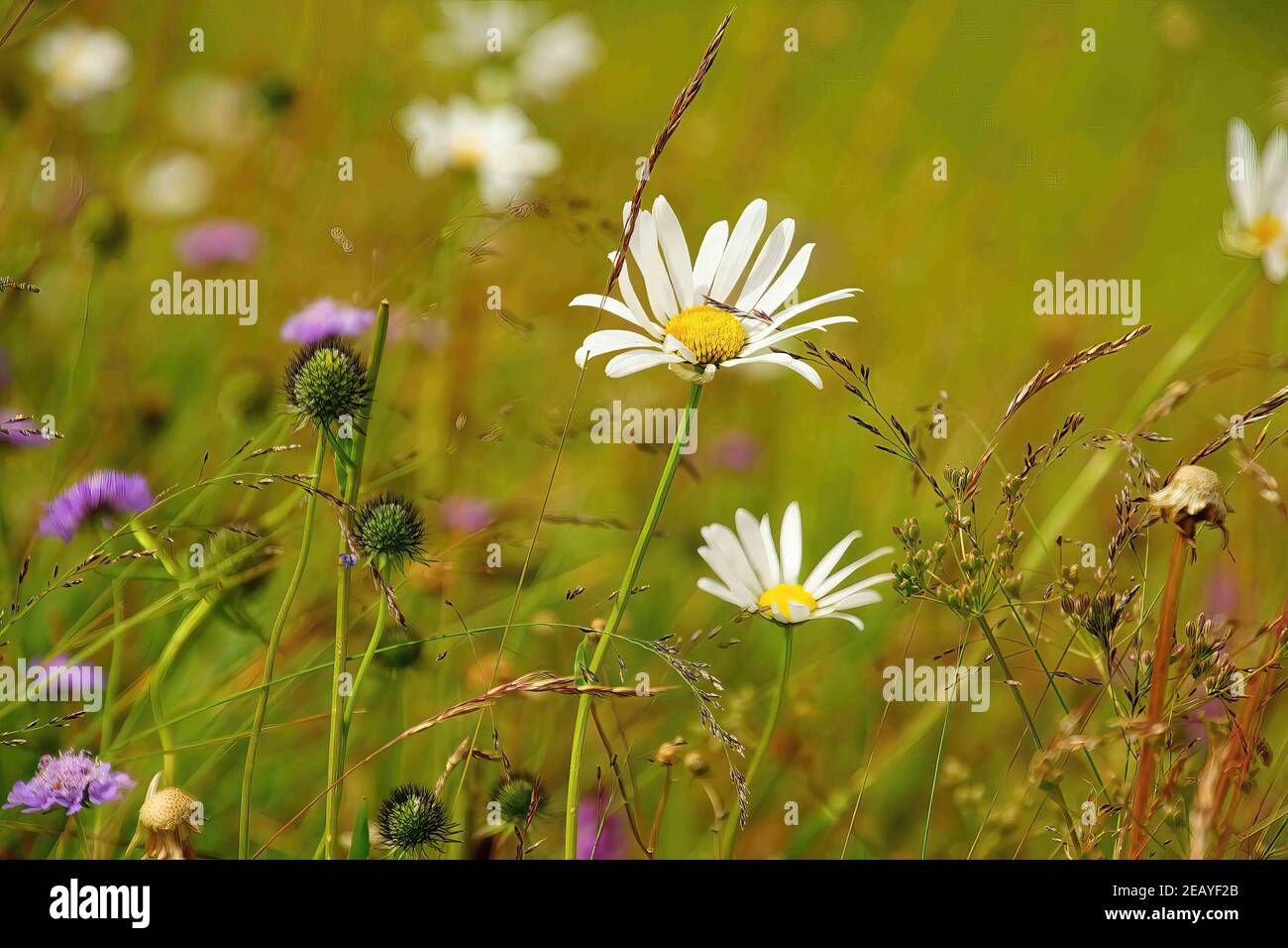 Wildflowers growing in the meadow, flora at Mount Rainier, WA Stock ...