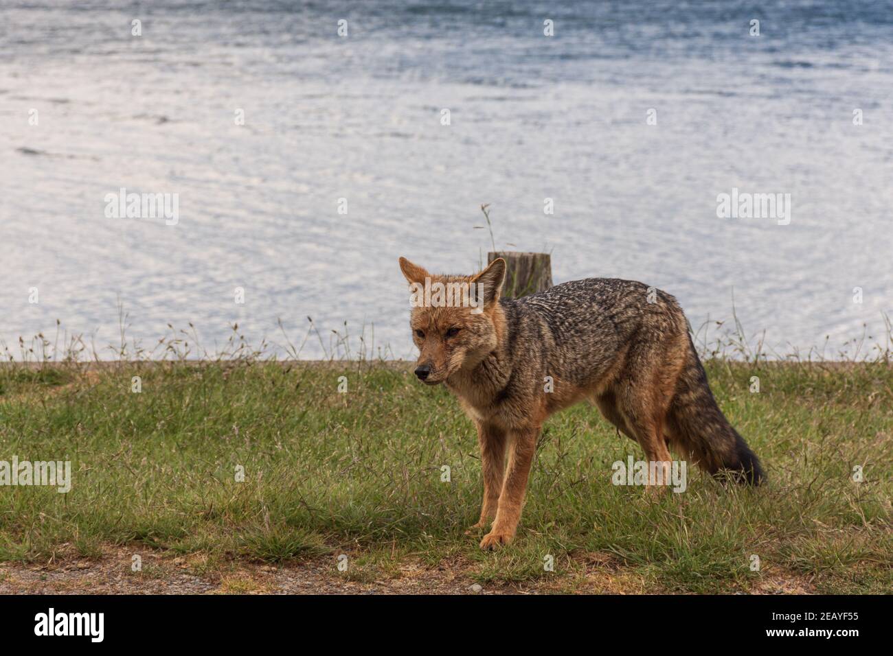 Close-up view of South American gray fox in Los Alerces National Park ...