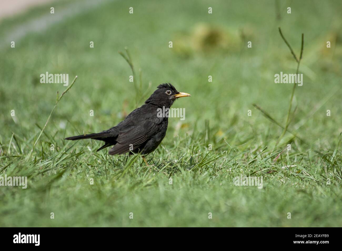 Turdus chiguanco hi-res stock photography and images - Alamy