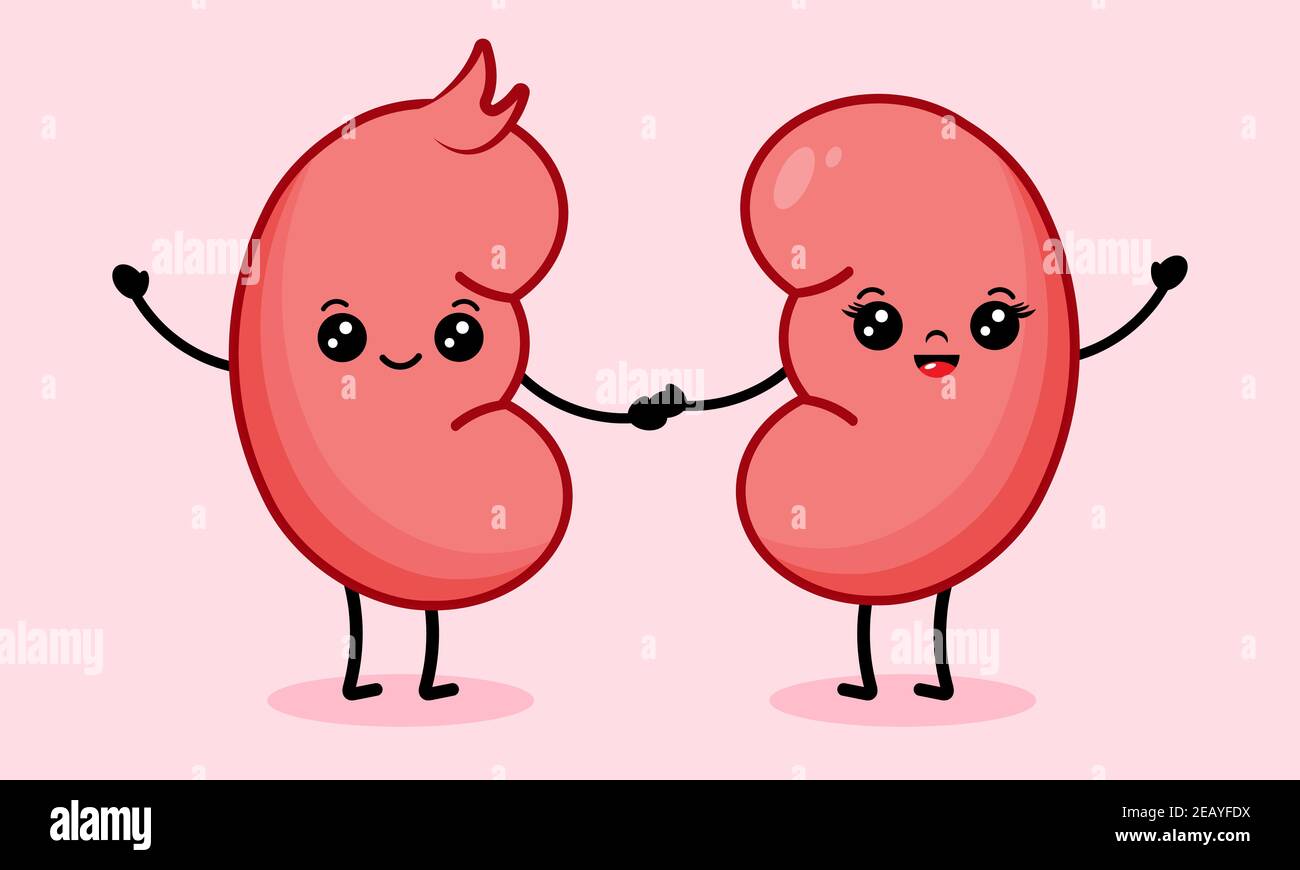 Cute cartoon couple of happy kidneys character. Healthy human kidney ...