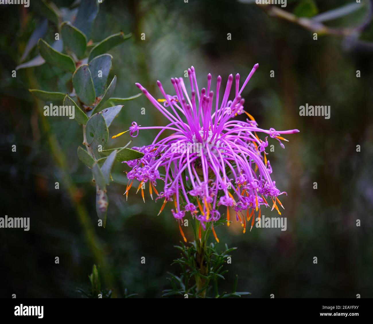 Native rose hi-res stock photography and images - Alamy