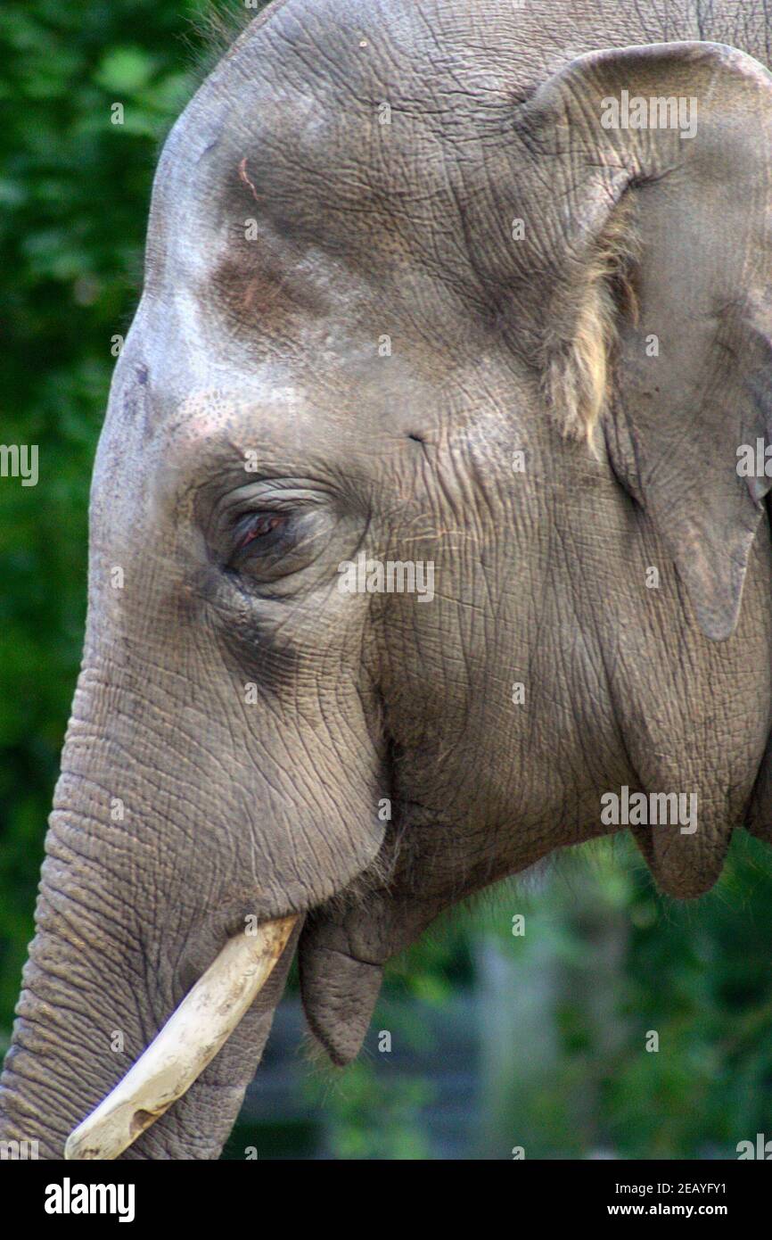 Elephant head in Berlin Zoo, Germany, Europe Stock Photo - Alamy