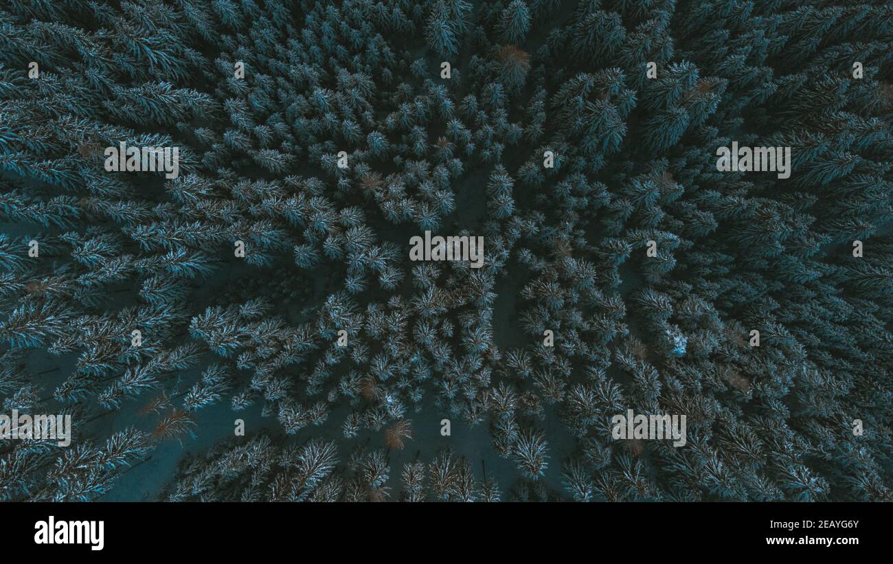 Aerial top view of trees in a forest captured during the daytime Stock ...
