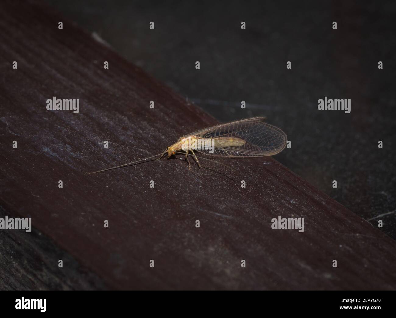 Closeup shot of a Chrysopidae insect on wood with a blurred background ...