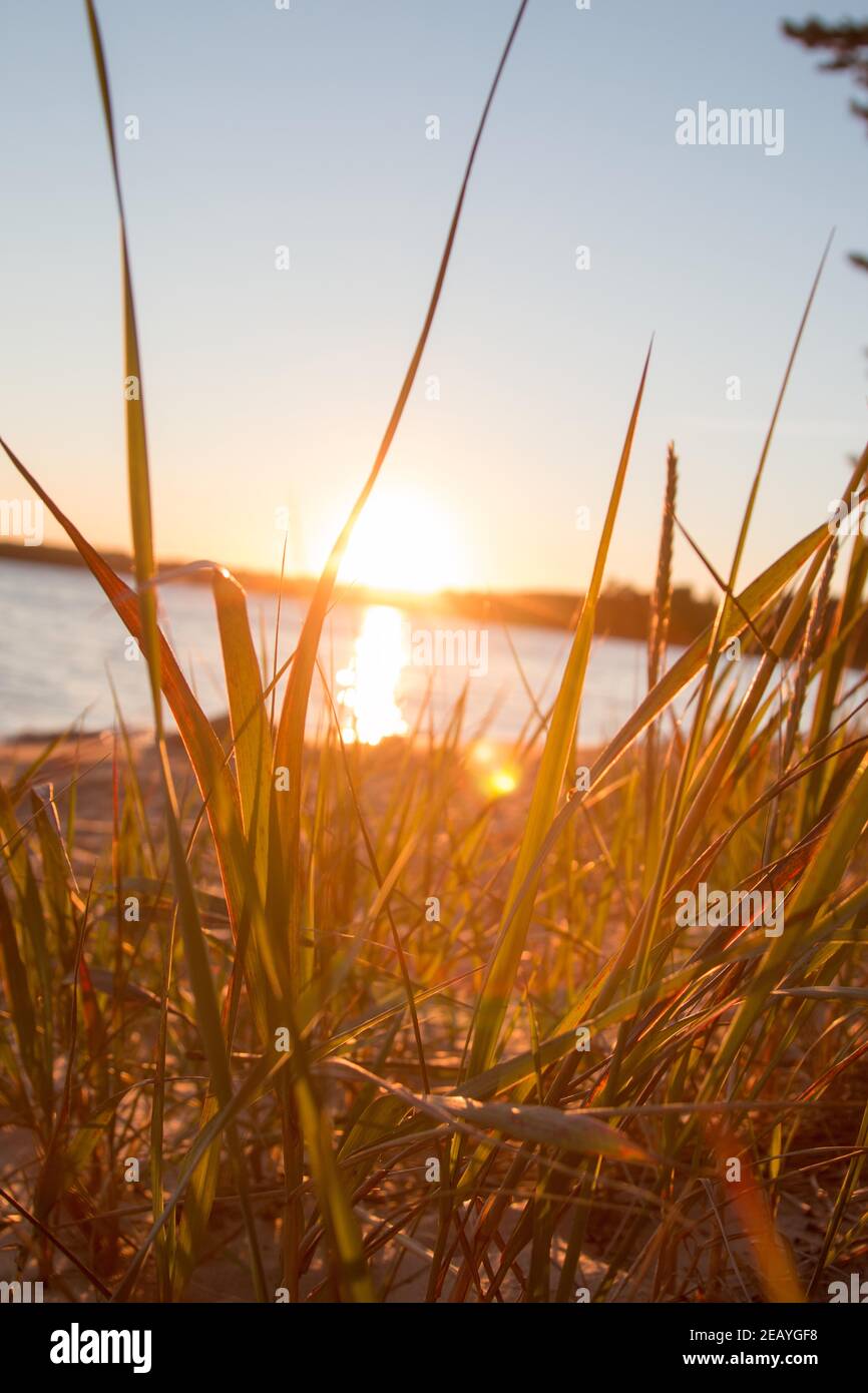 MOTALA, SWEDEN- 15 AUGUST 2015:Reed by the sandy beach on a hot summer ...