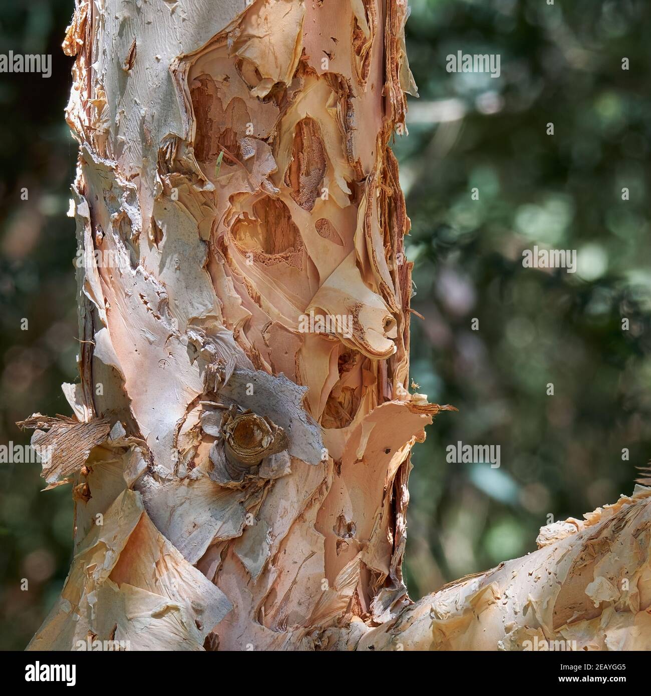 Australian paperbark tree hi-res stock photography and images - Alamy