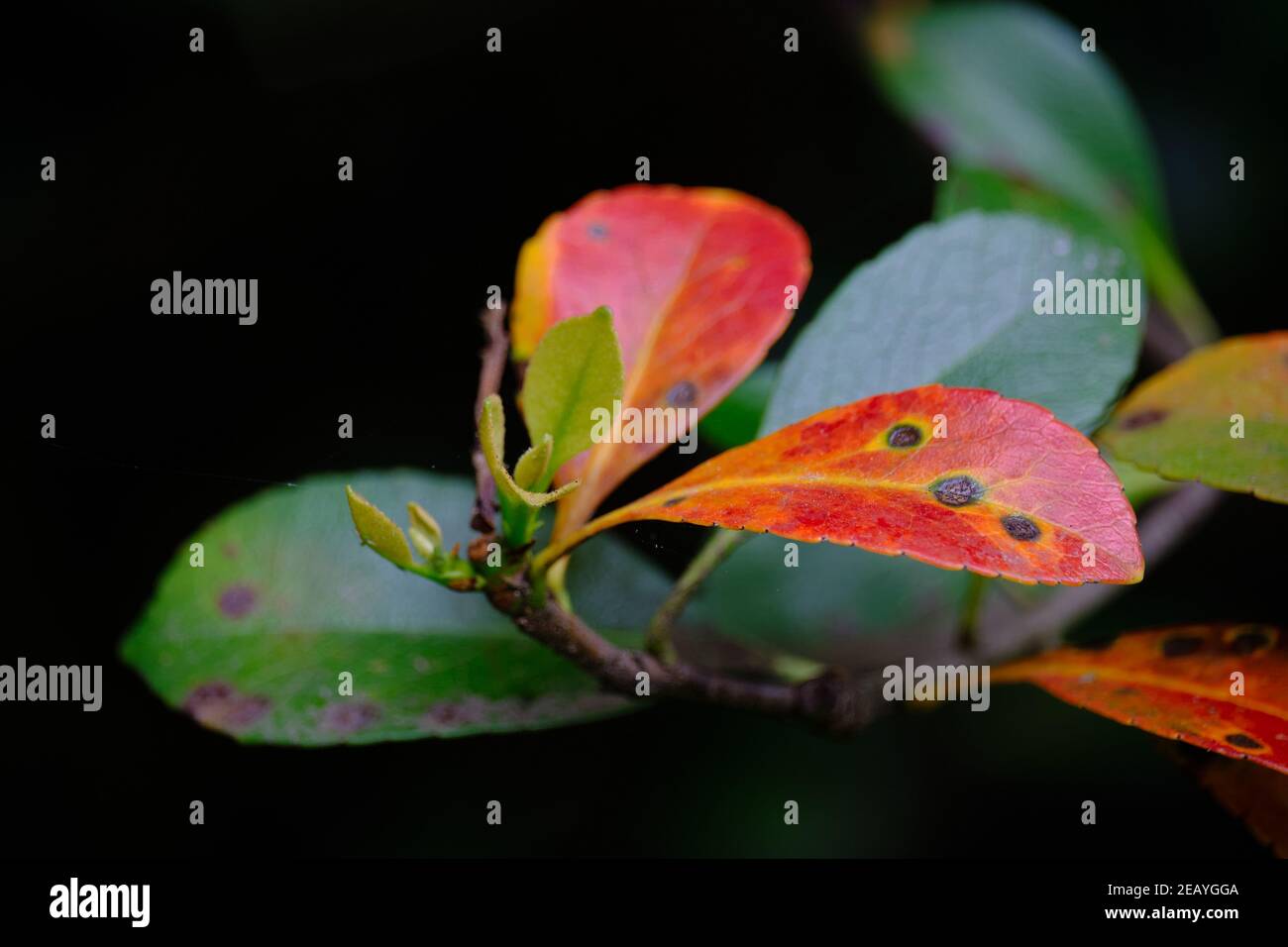 Plum fungus hi-res stock photography and images - Alamy