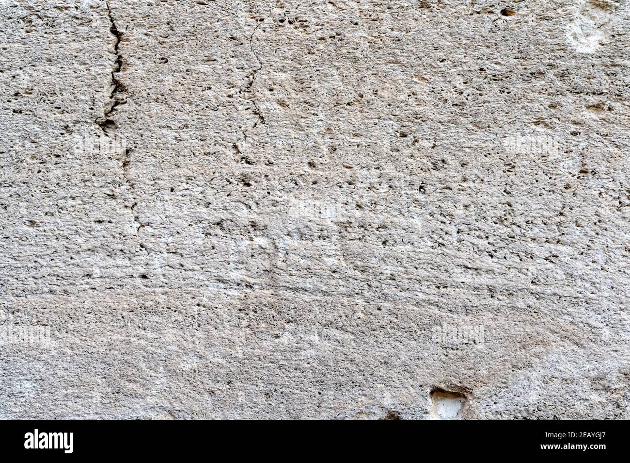 Texture made of close-up image of shell rock surface white and gray ...