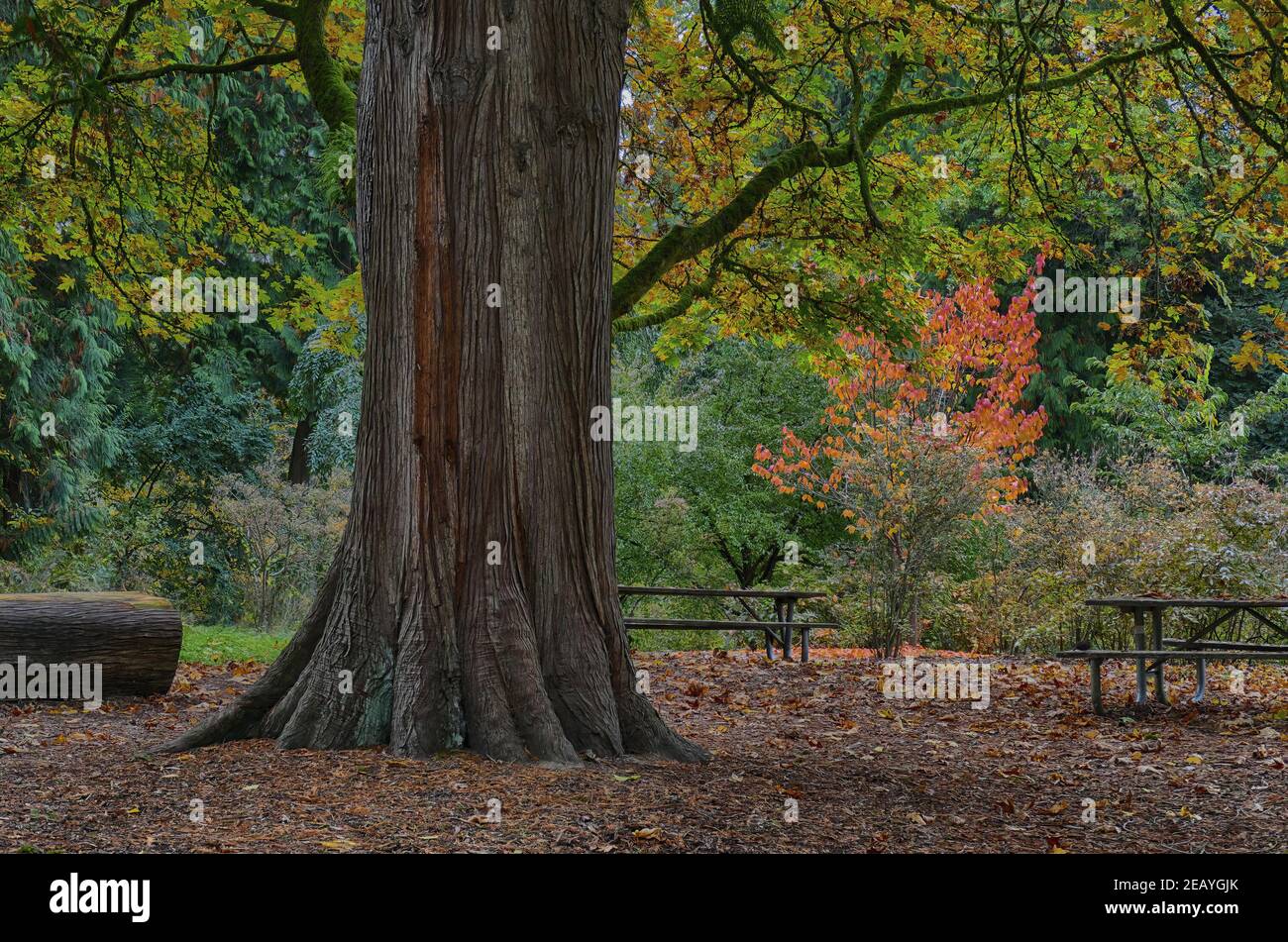 Park covered in trees and bushes in autumn in Seattle, the US Stock ...