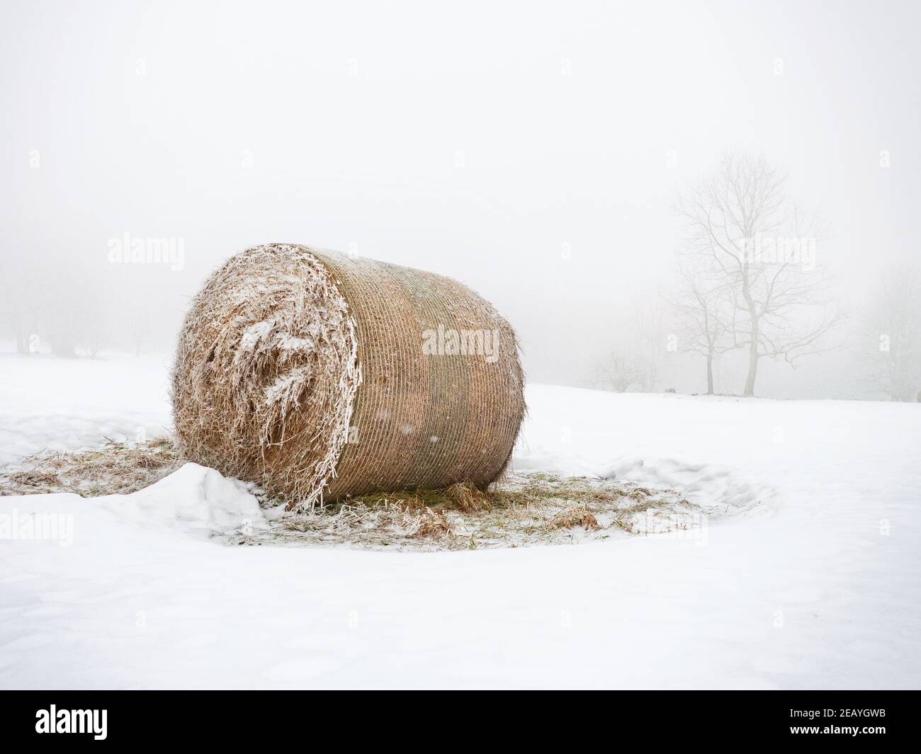 Abandoned bales of hay laying in the snow on farm field. Single ...