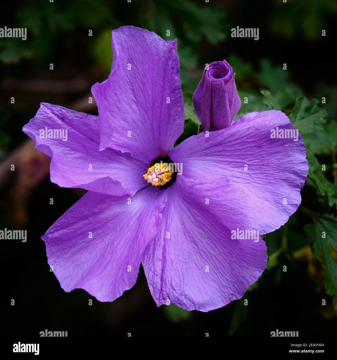 Australian native hibiscus hi-res stock photography and images - Alamy