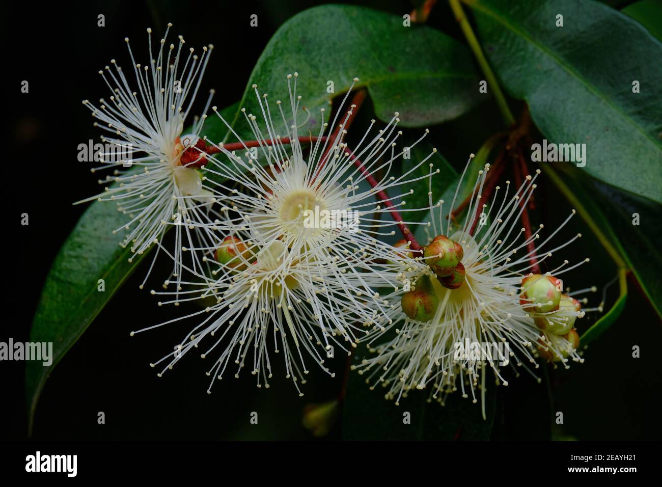 Lilly Pilly Flowers Stock Photo - Alamy
