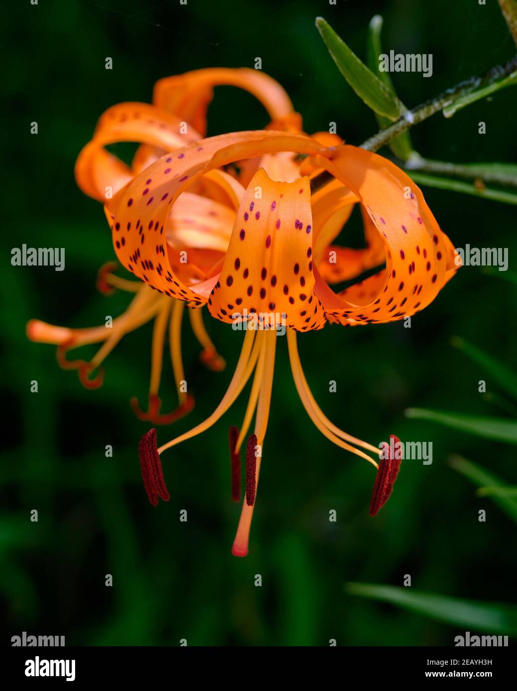 Tiger lily lilium tigrinum hi-res stock photography and images - Alamy