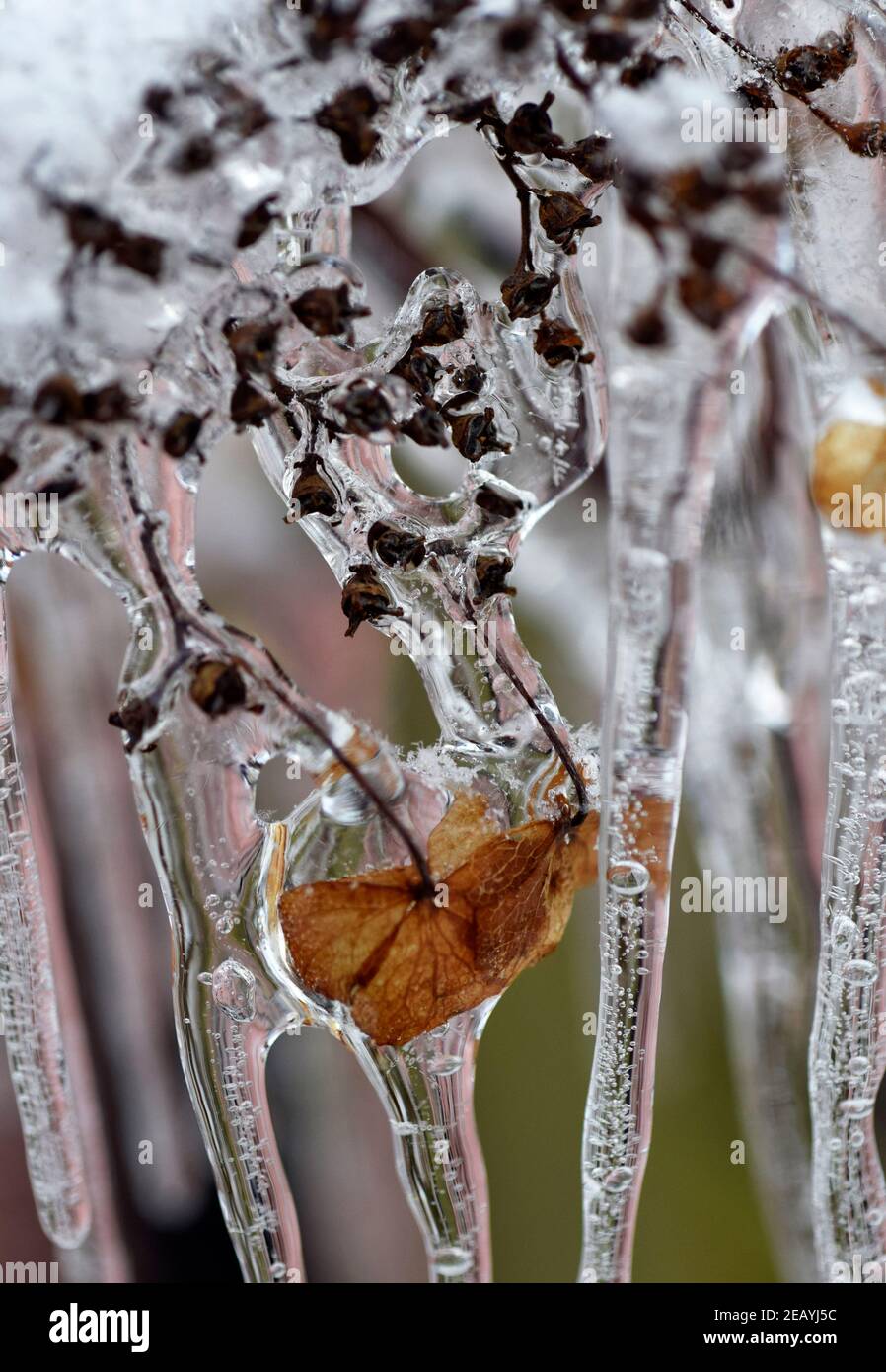 frozen plant with icicles Stock Photo - Alamy