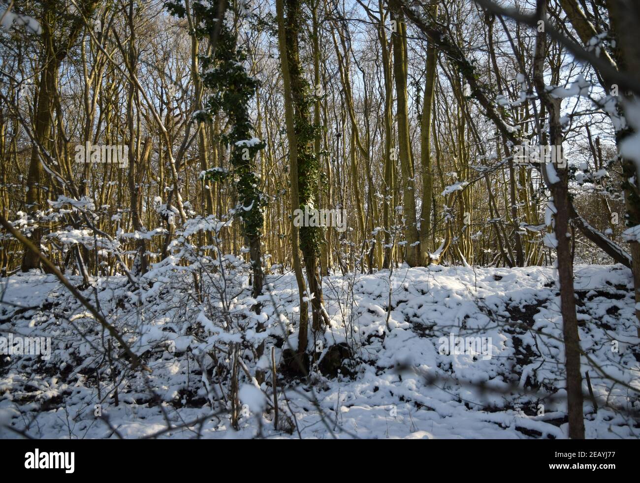 snowy woodland scene, suffolk, east anglia, england, uk Stock Photo - Alamy