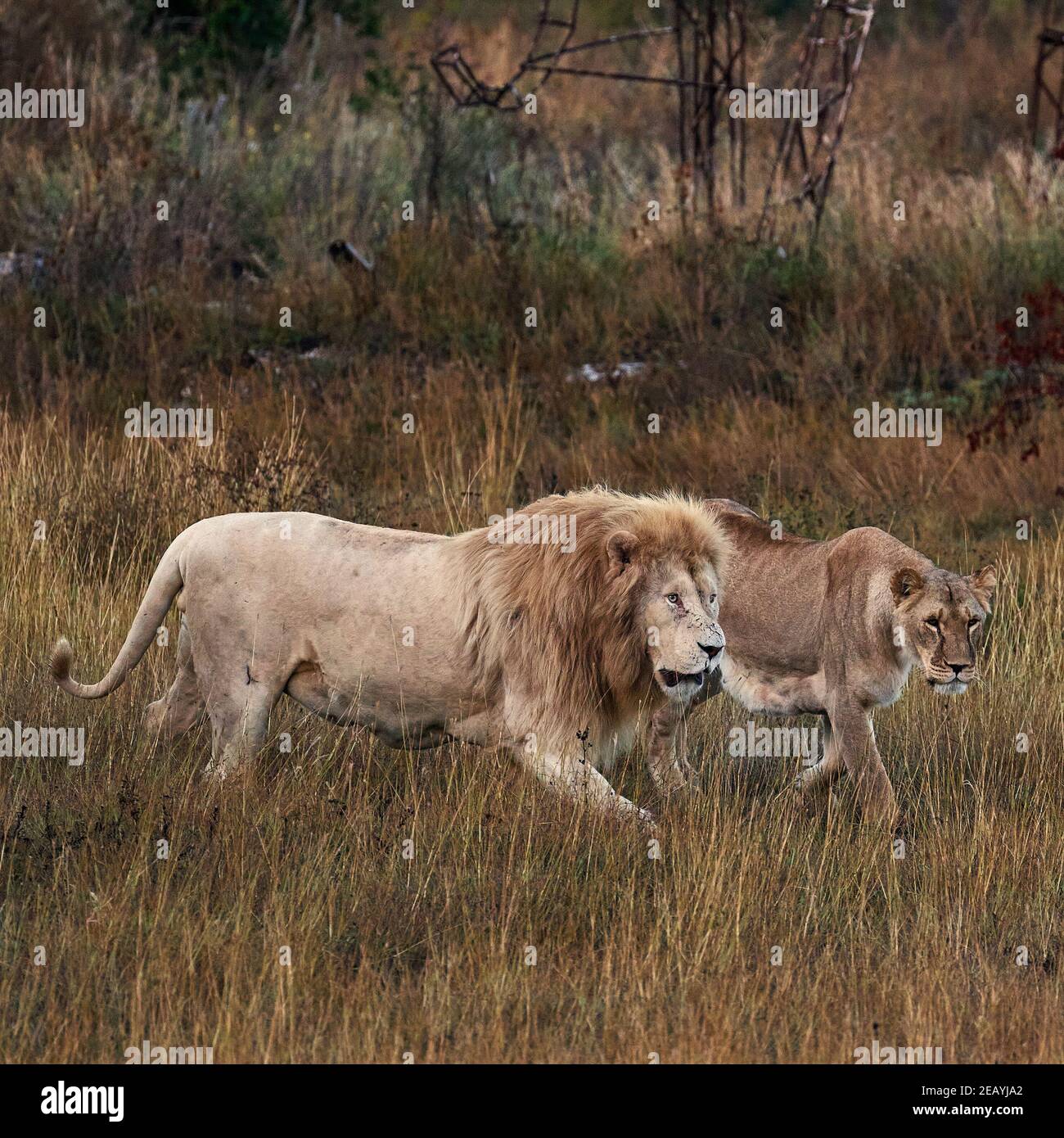 Beautiful Lion and lioness in the savanna. A pair of lions are resting ...