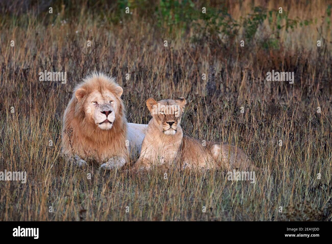 Beautiful Lion and lioness in the savanna. A pair of lions are resting ...