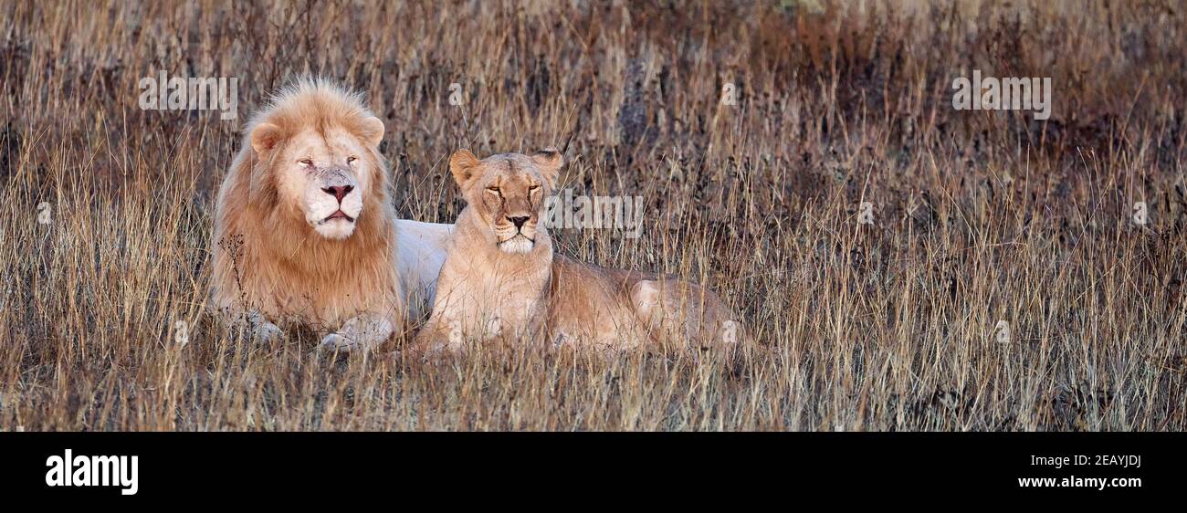 Beautiful Lion and lioness in the savanna. A pair of lions are resting ...