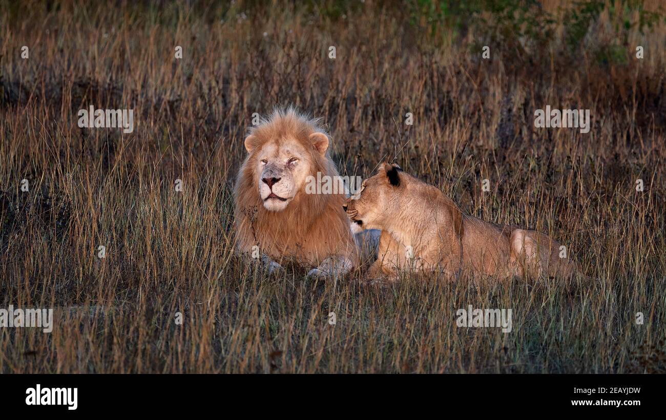Beautiful Lion and lioness in the savanna. A pair of lions are resting ...