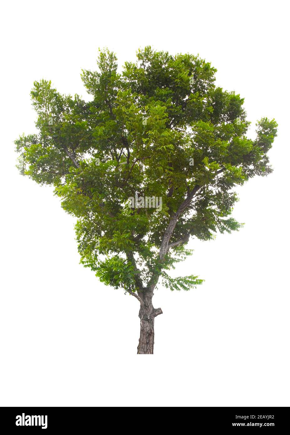 Beautiful green tree isolated on white background Stock Photo - Alamy