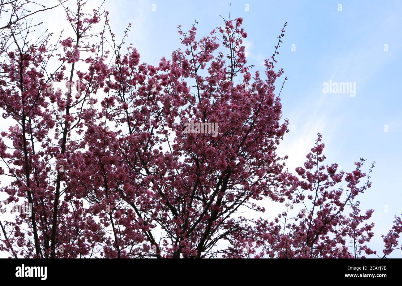 Prunus serrulata Japanese Sakura cherry tree with early deep pink ...