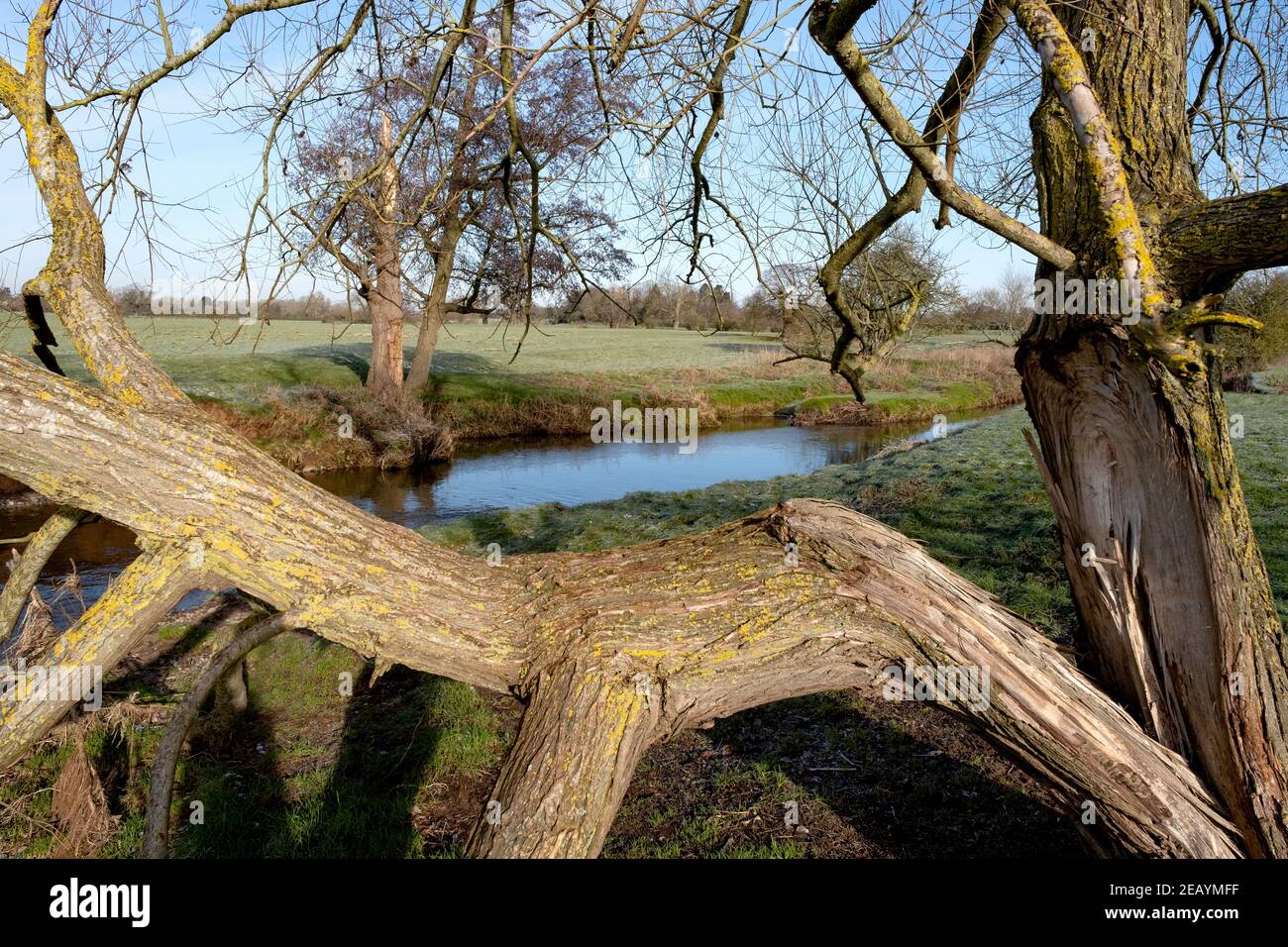 Old tree split in two hi-res stock photography and images - Alamy