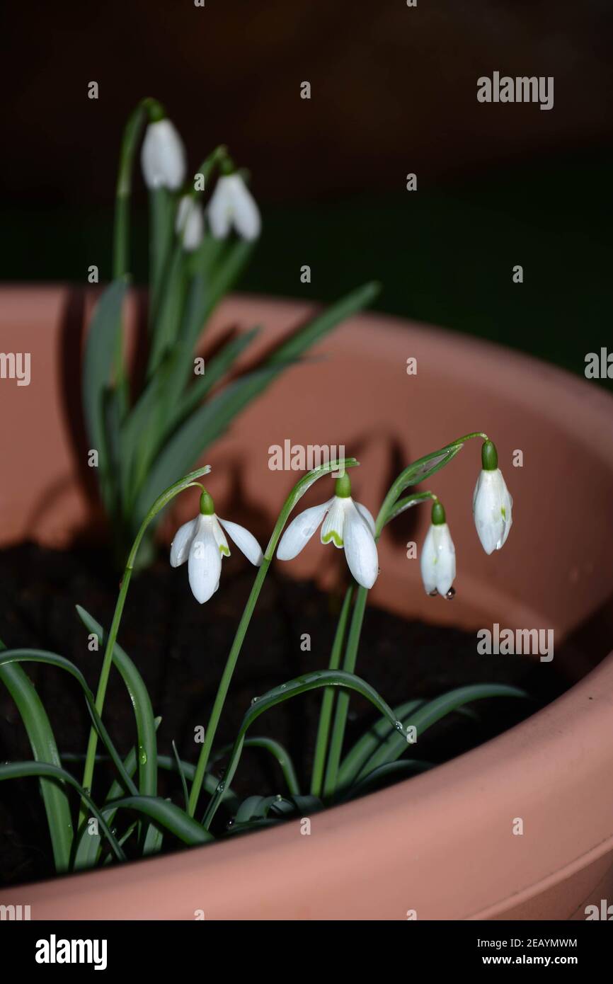 Snowdrops pot hi-res stock photography and images - Alamy