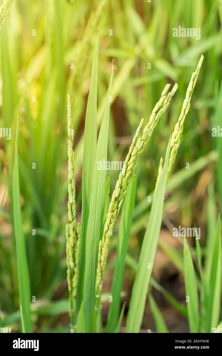 Close up of green paddy rice. Green ear of rice in paddy rice field ...
