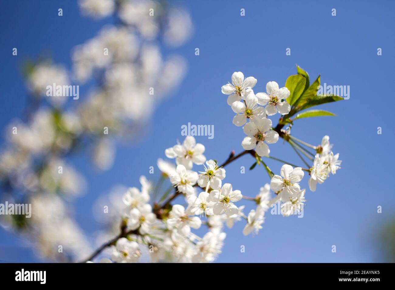 Beautiful spring blossoming plum tree with low dof Stock Photo - Alamy