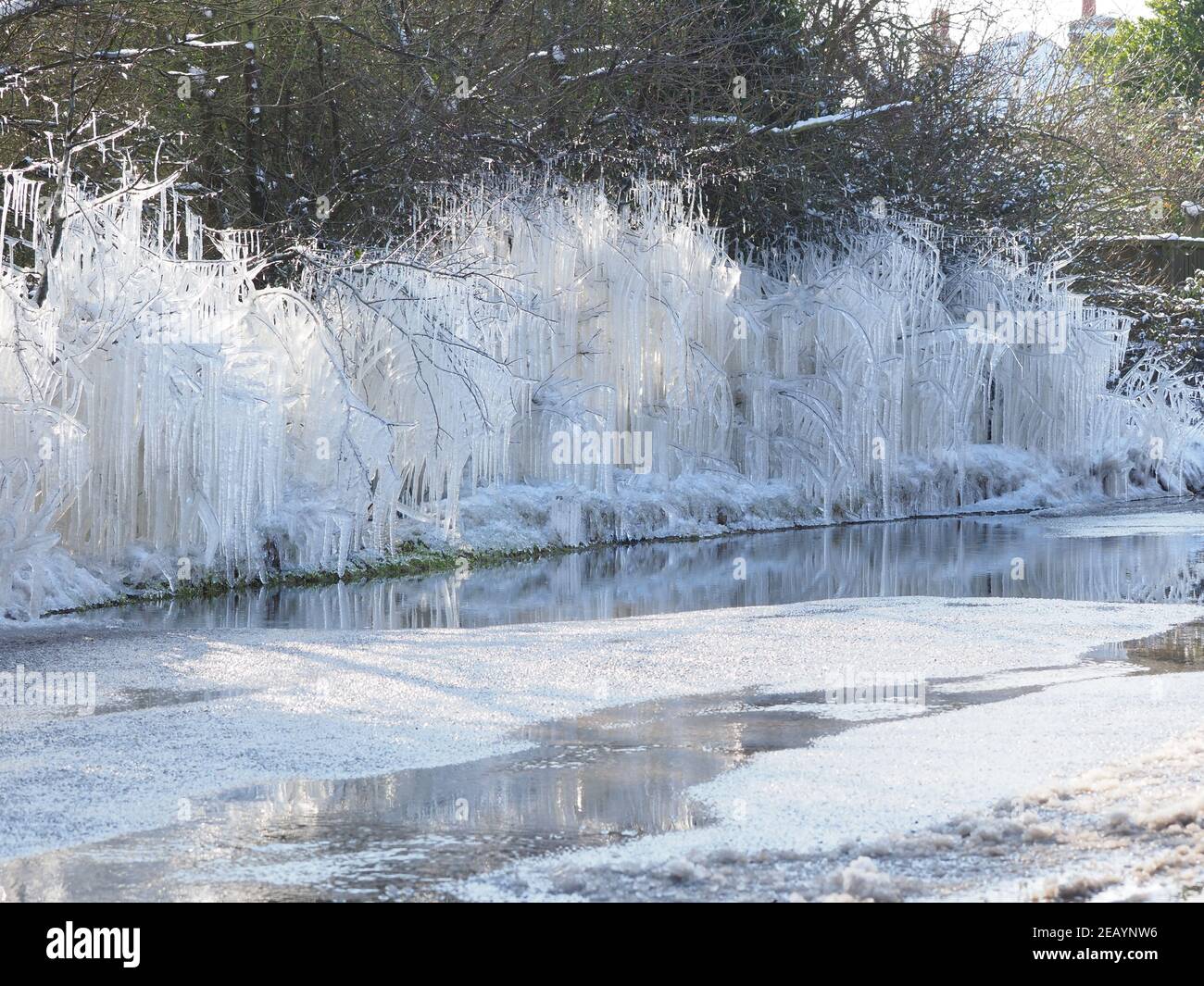Eastchurch, Kent, UK. 11th February, 2021. UK Weather: an 'icicle hedge ...