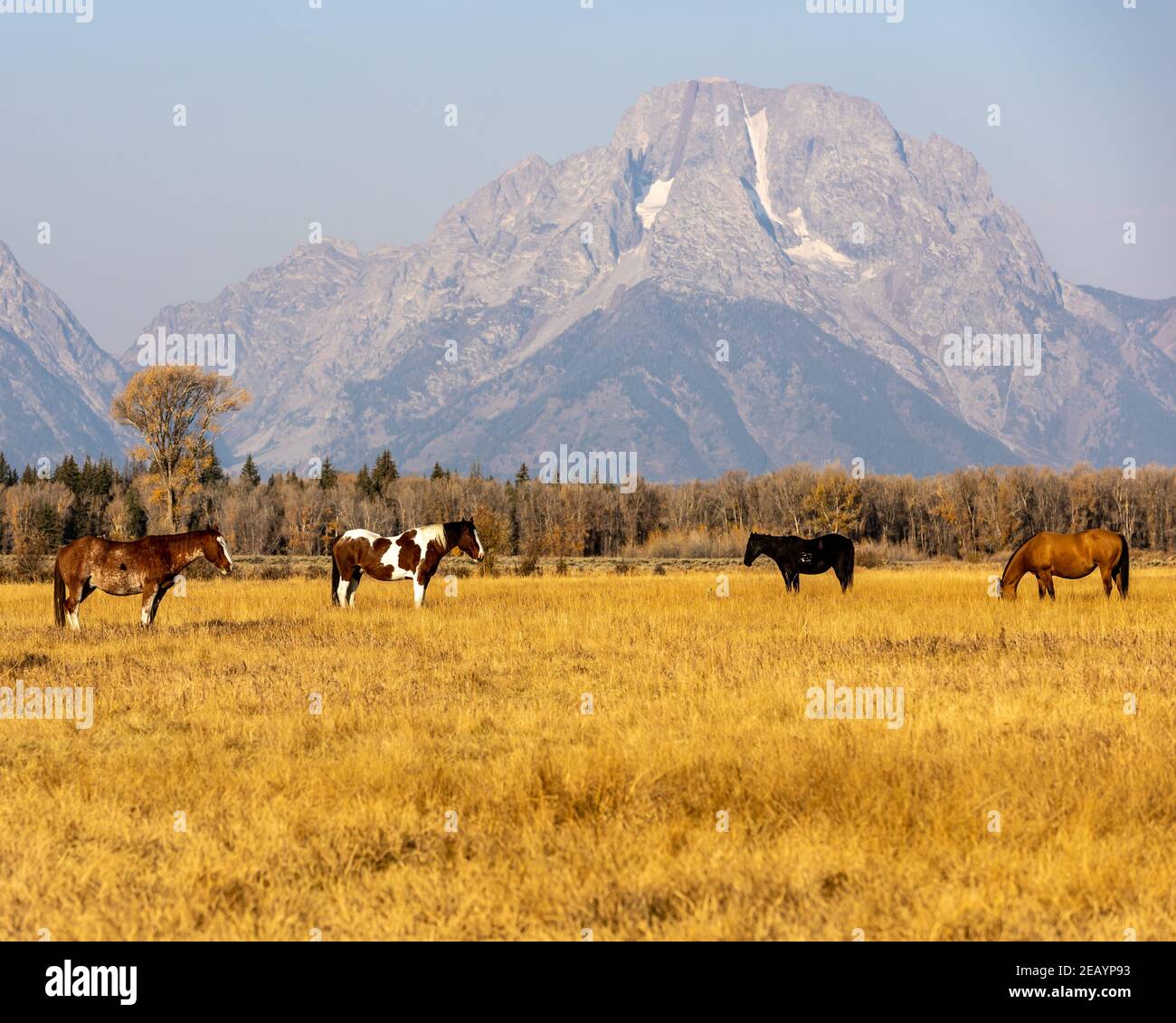 Horses graze in an open pasture near Grand Teton National Park in ...