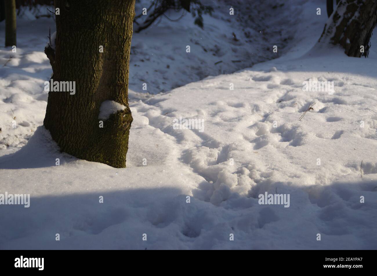 Footprints in the snow. The path of wild animals in the winter forest ...