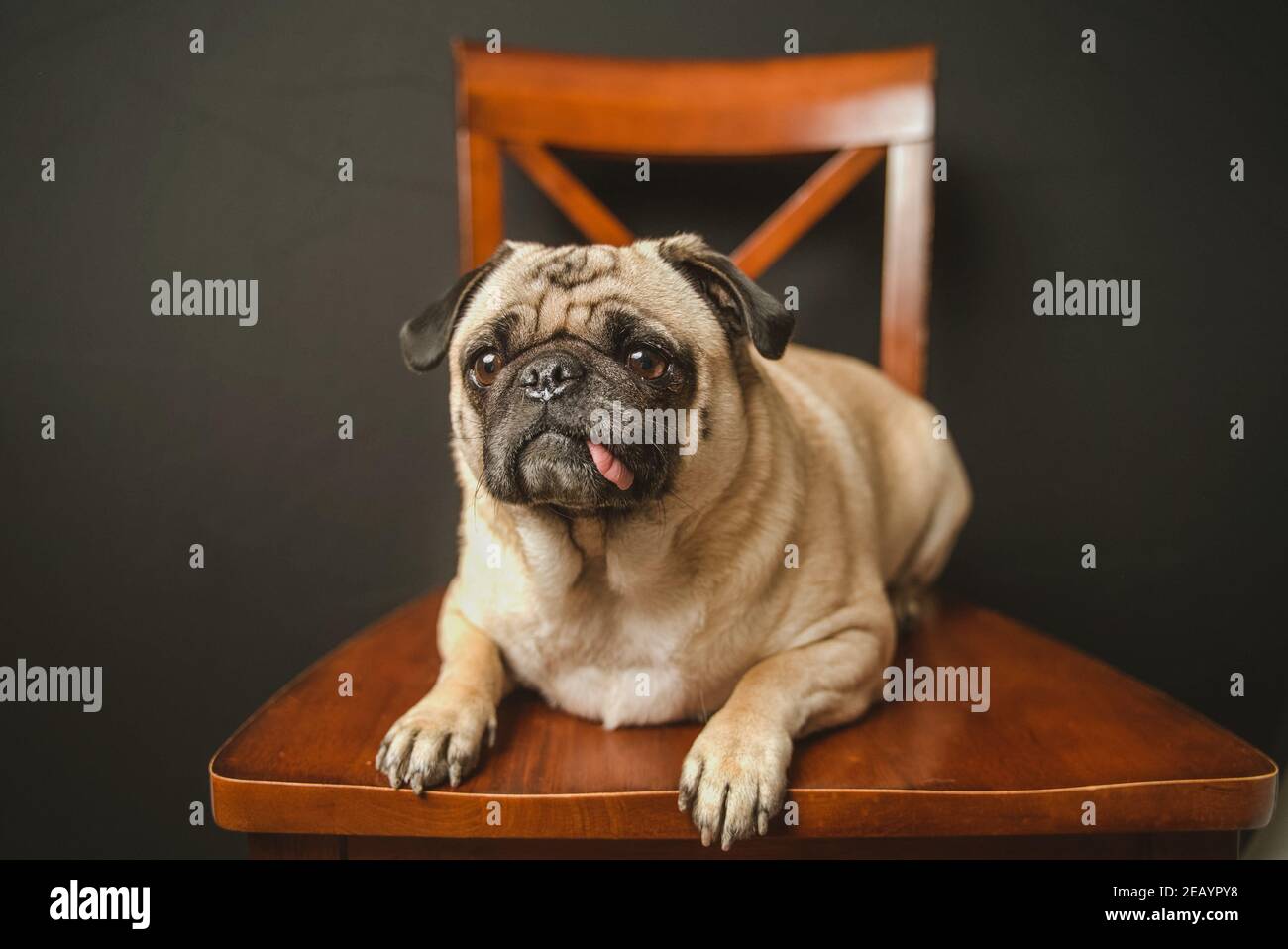 LOS ANGELES, UNITED STATES - Jan 02, 2020: Pug sitting on a chair ...