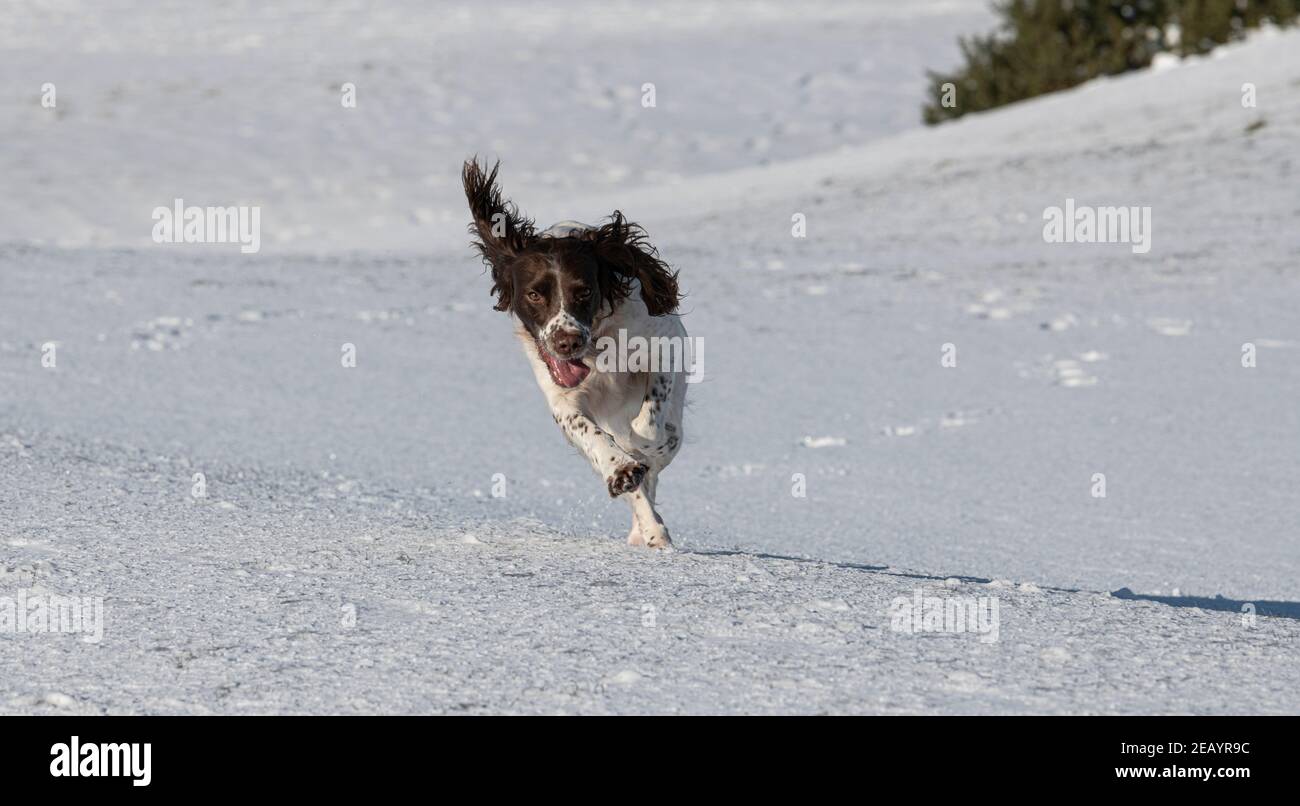 English Springer in the snow Stock Photo - Alamy