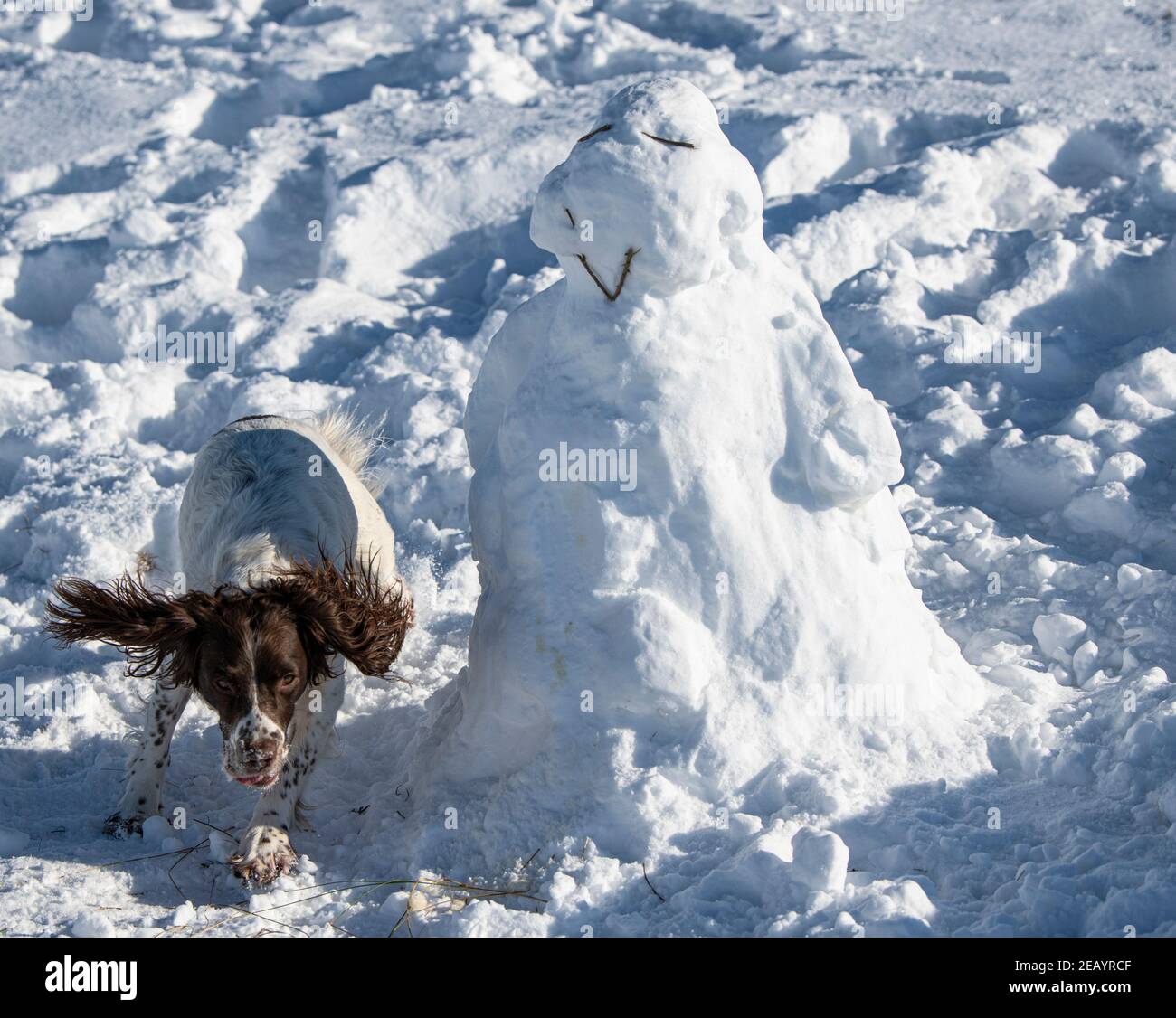 English Springer in the snow Stock Photo - Alamy