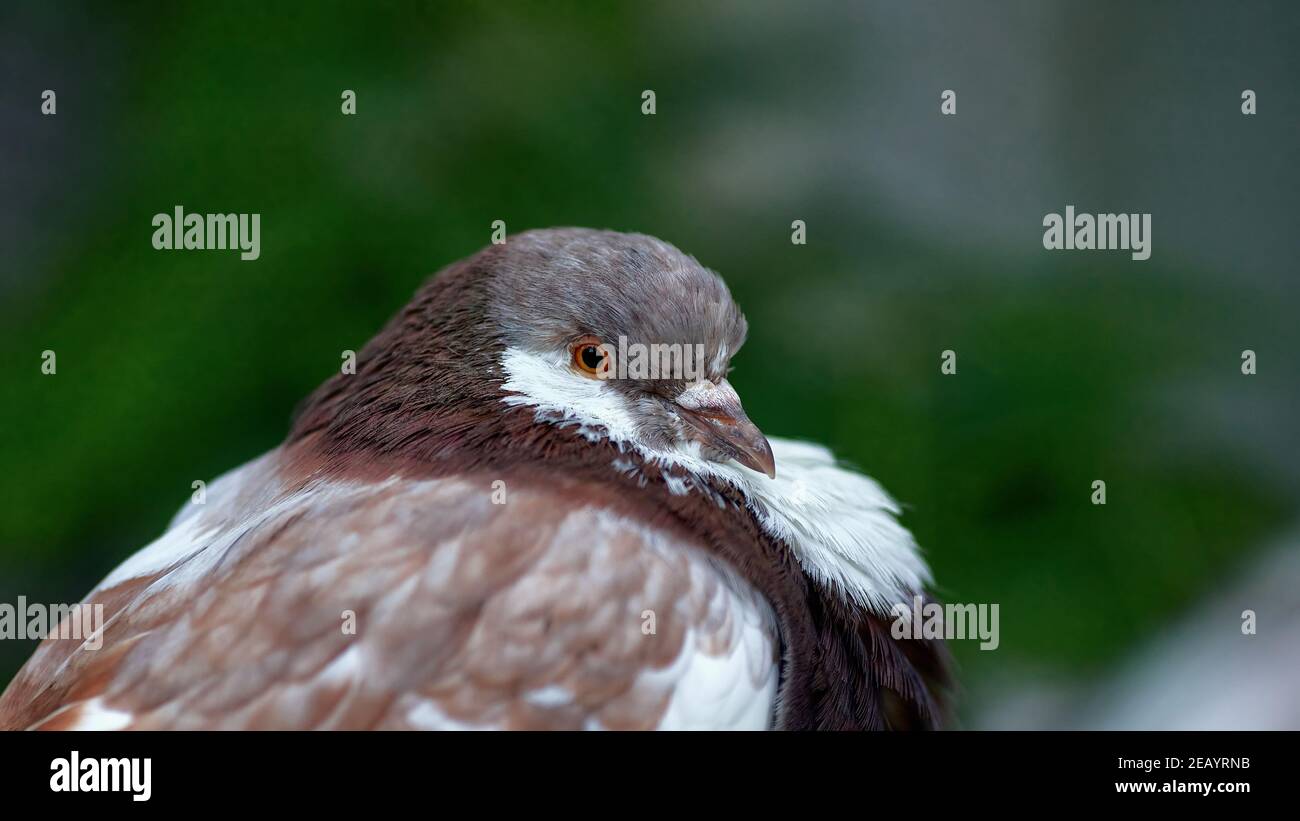Portrait of a pigeon. Bird close-up, beautiful in nature Stock Photo ...