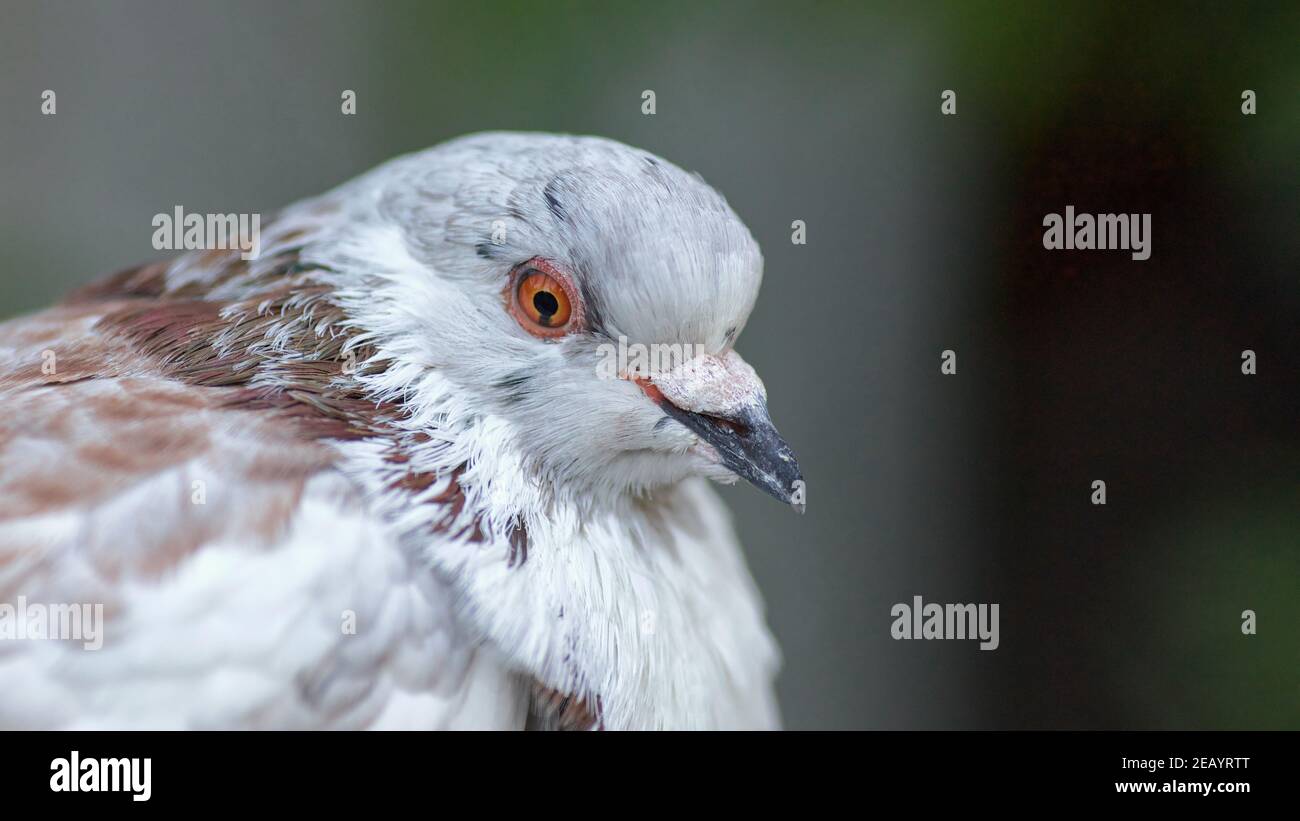 Portrait of a pigeon. Bird close-up, beautiful in nature Stock Photo ...