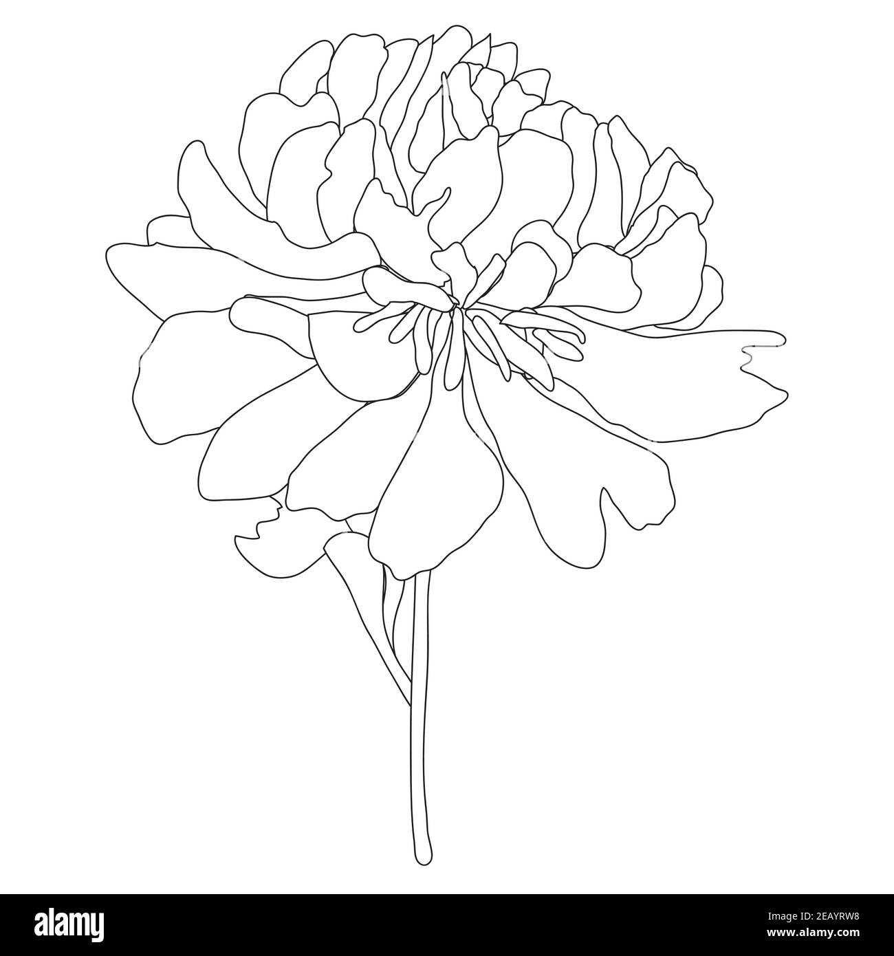 Abstract Hand Drawn contour silhouette flower. Vector Illustration ...
