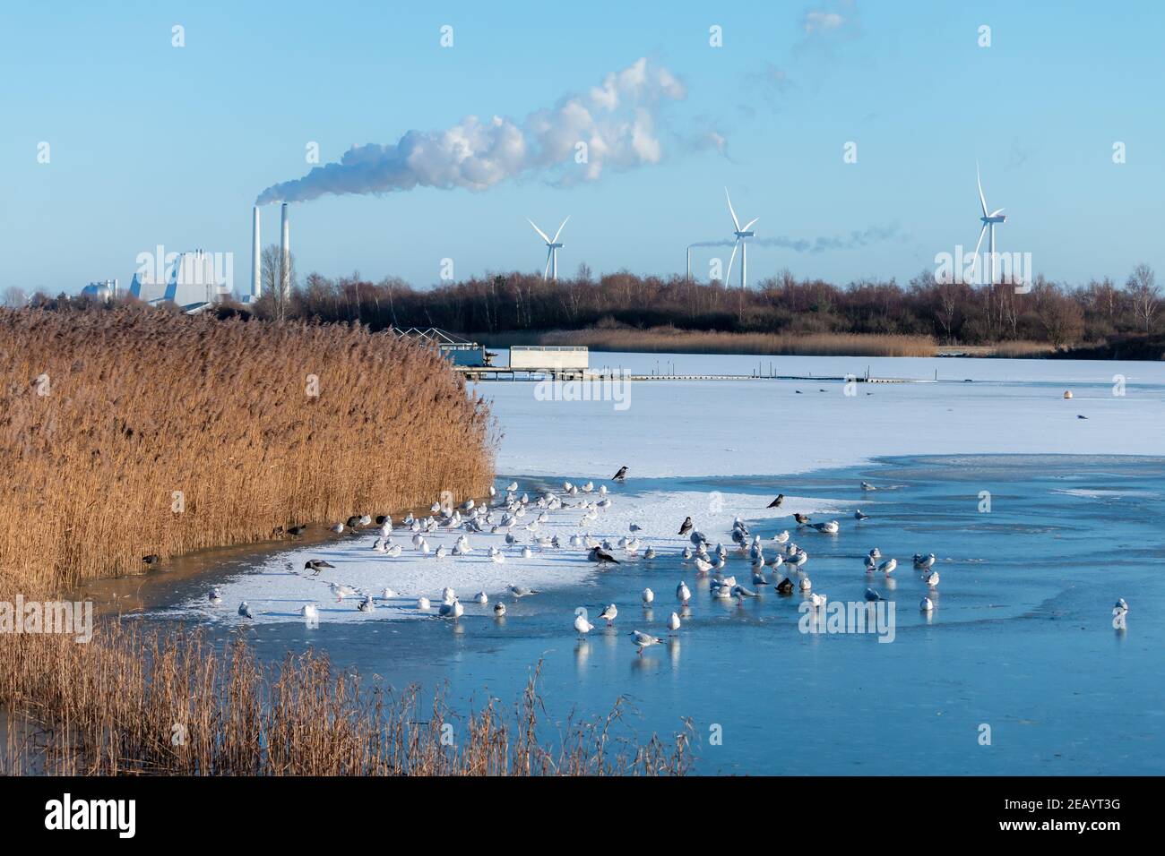 Frozen lake Holmeso in Brondby Strand. In Denmark Stock Photo - Alamy
