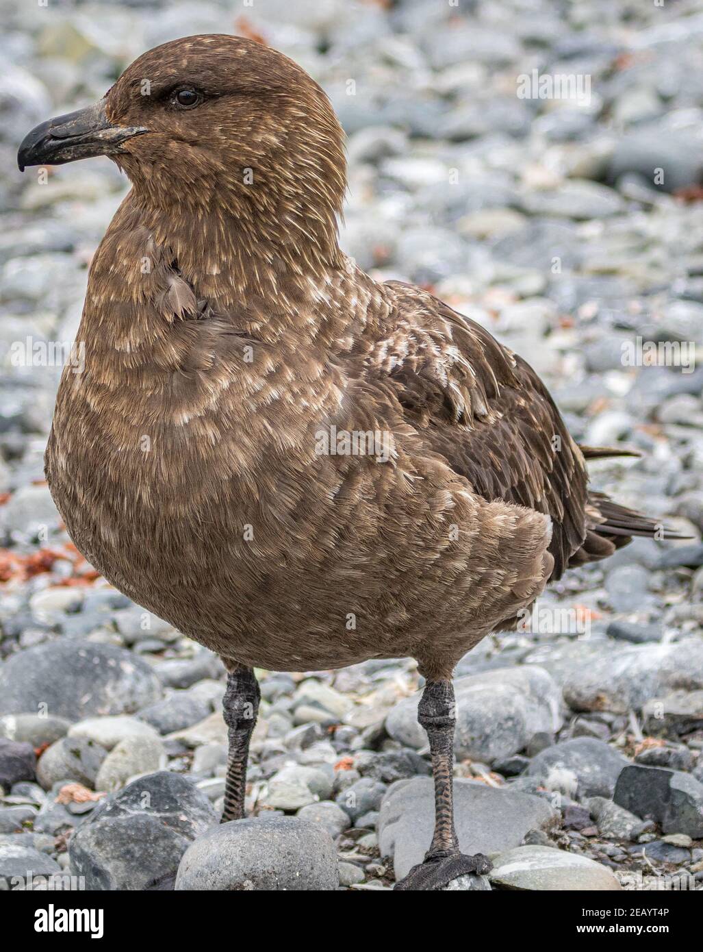 Stercorariidae hi-res stock photography and images - Alamy