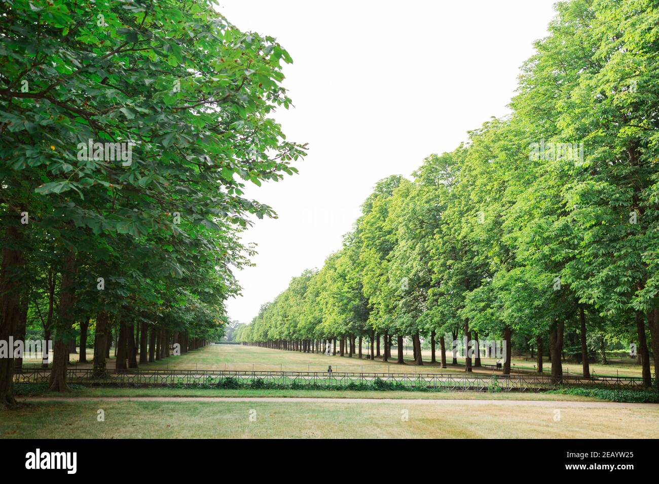 Long alley in a park with dense green trees in a row in summer Stock ...