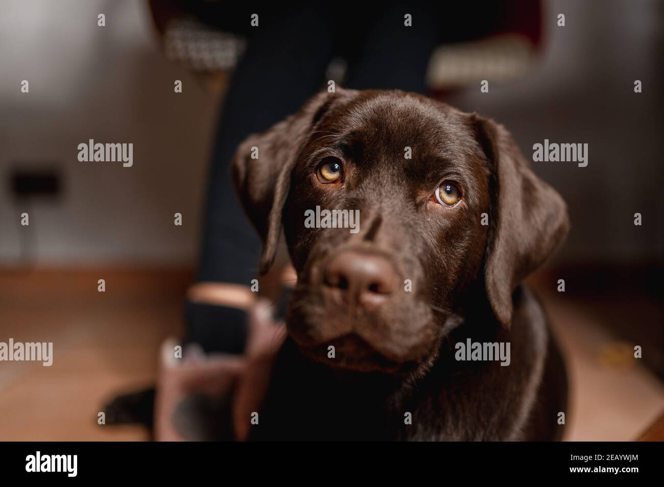 Chocolate Labrador lying under the desk near to owner legs Stock Photo ...