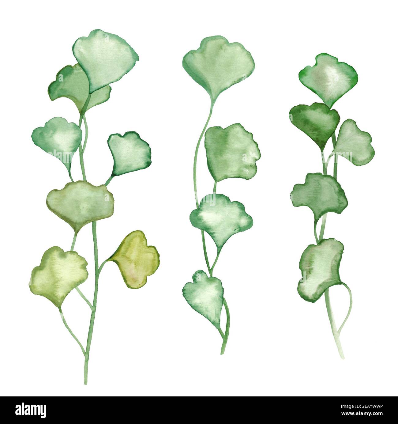 Watercolor botanical leaves illustration set illustration isolated ...