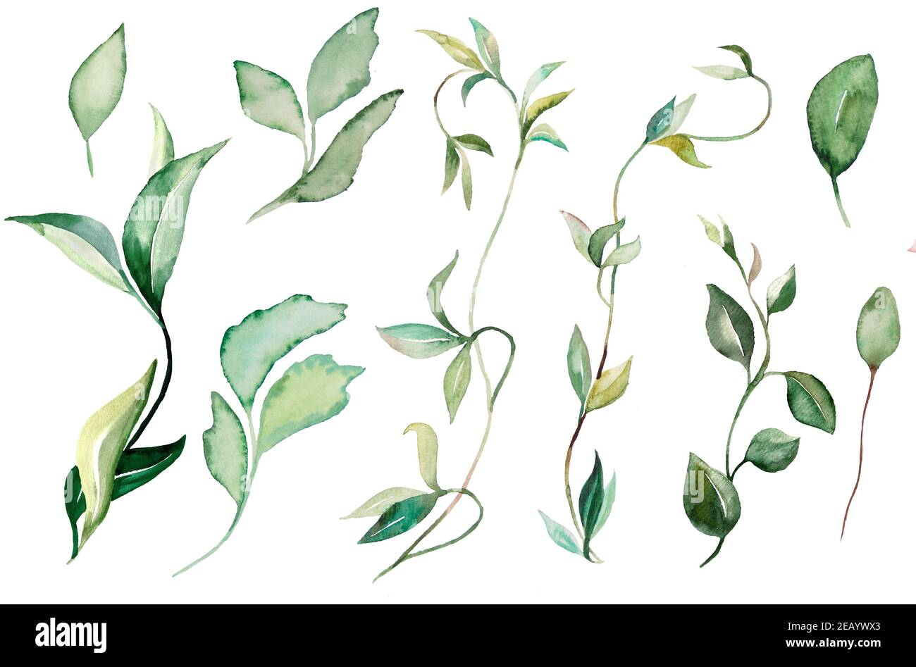 Creeping plants hi-res stock photography and images - Alamy