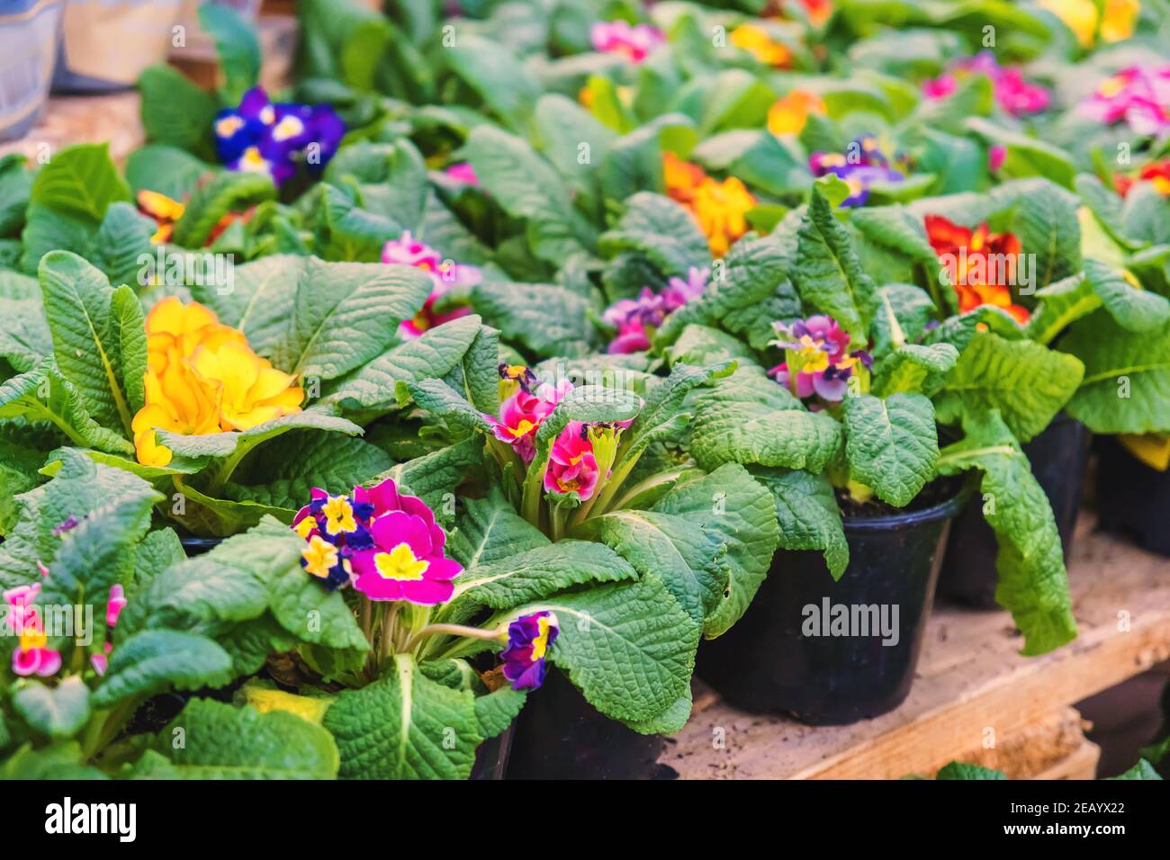 Many flowers primrose in pots are sold at a flower shop. Selective ...
