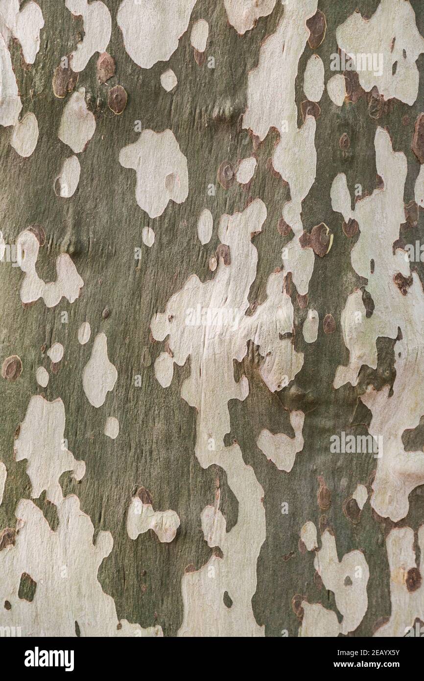 Close view bark sycamore hi-res stock photography and images - Alamy